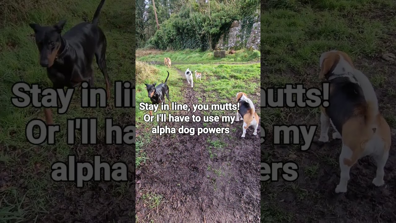 Meet the Beagle Who Thinks He’s the Boss