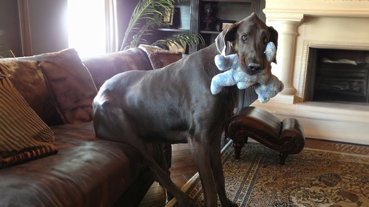 The Brave Dog Chosen to Protect the Entire House