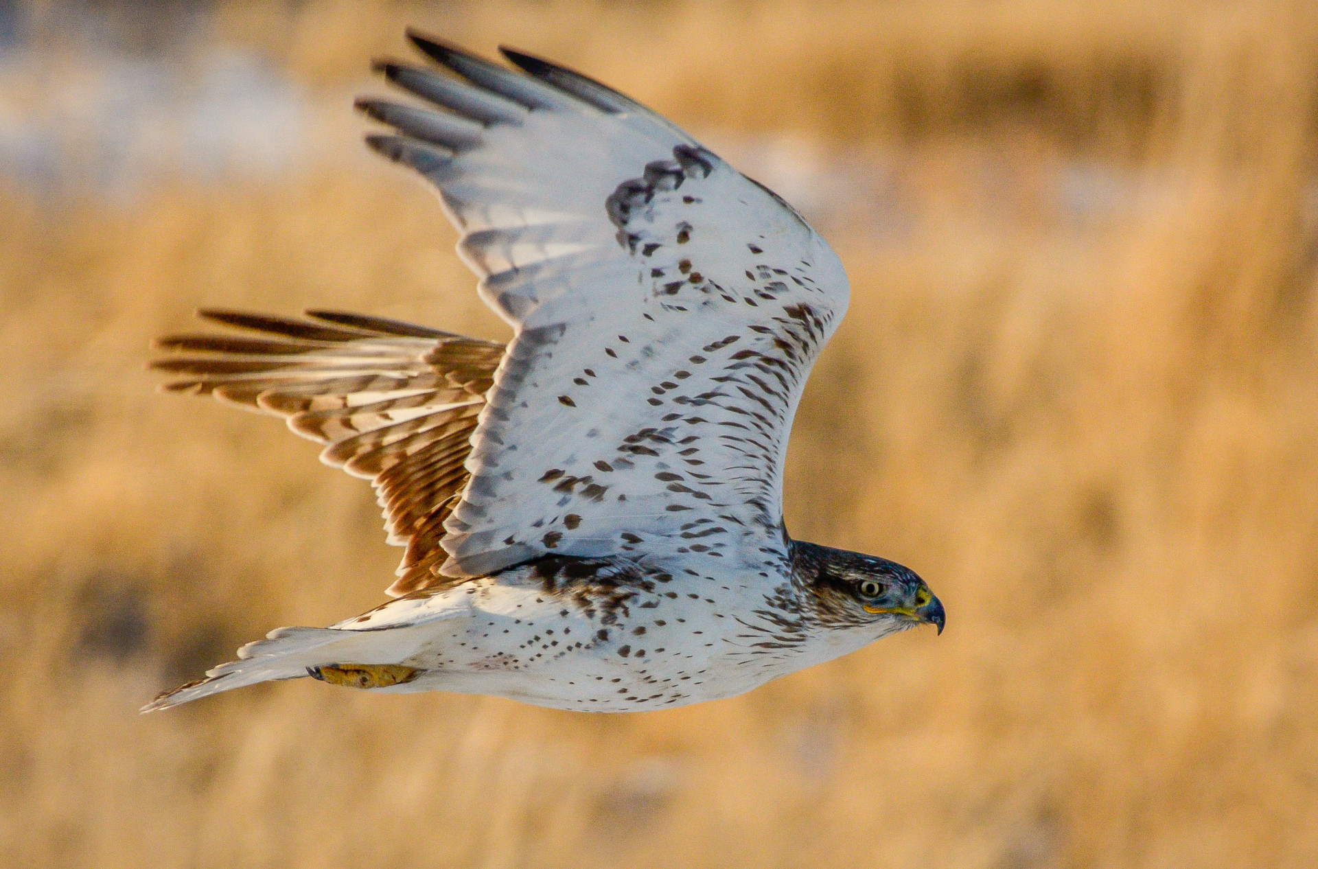 The awe-inspiring world of eagles and hawks