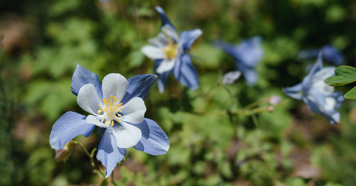 10 Reasons To Let Native Plants Grow Wild