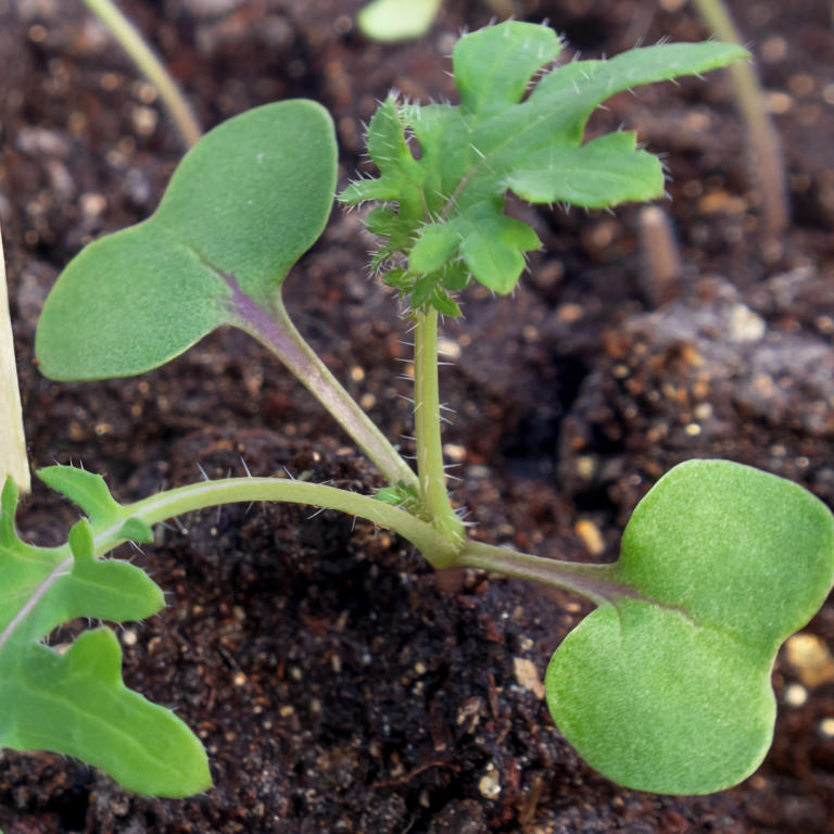 Why are my seedlings leggy? Experts reveal the most common cause — and ...