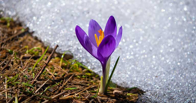 Crocuses: The First Sign of Spring and Why You Should Plant More