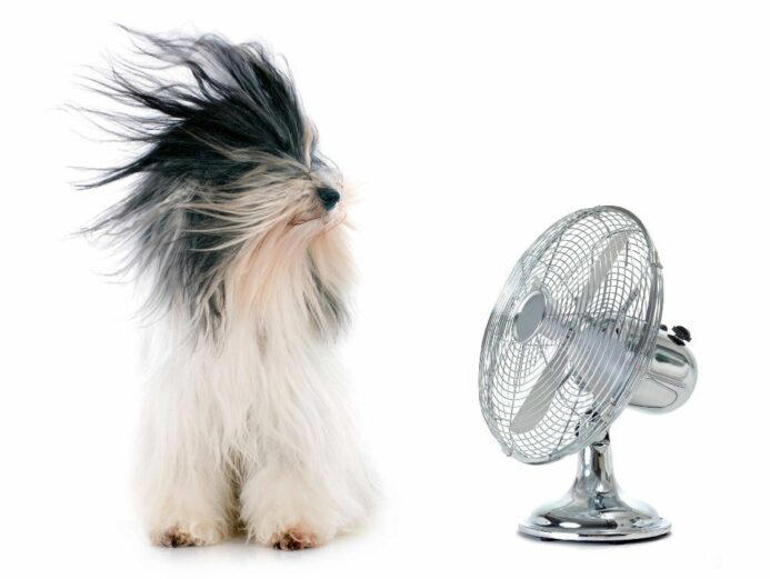 Summer pet safety: Why running your air conditioner is critical for ...