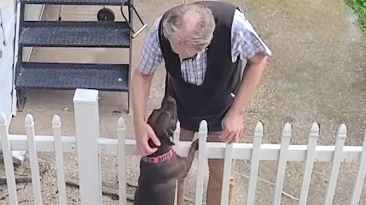 One dog making it clear the neighbor is their true favorite