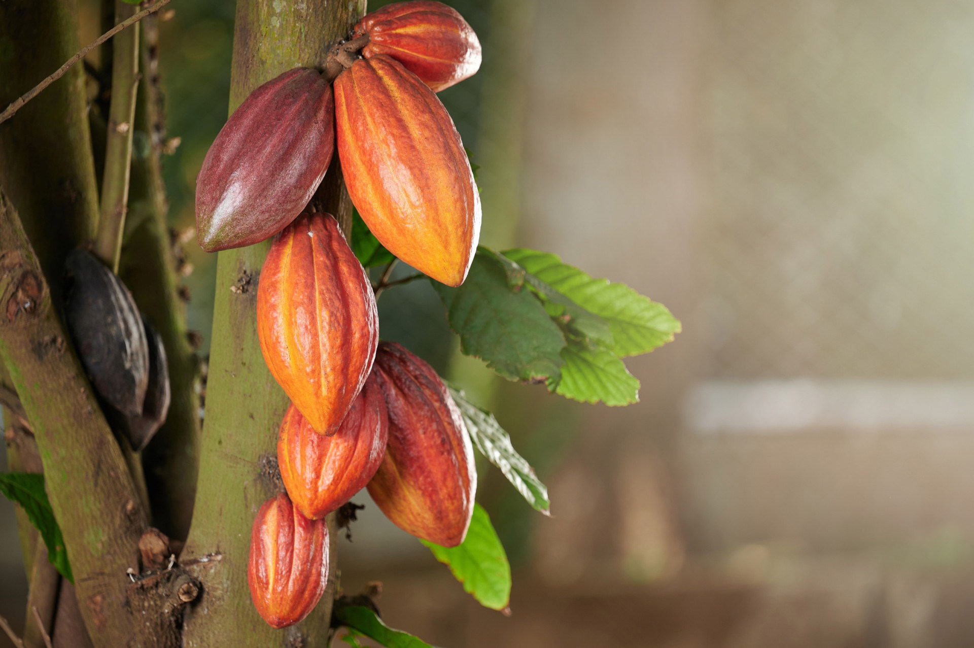 Cocoa's potential beyond chocolate Cocoa's potential beyond chocolate