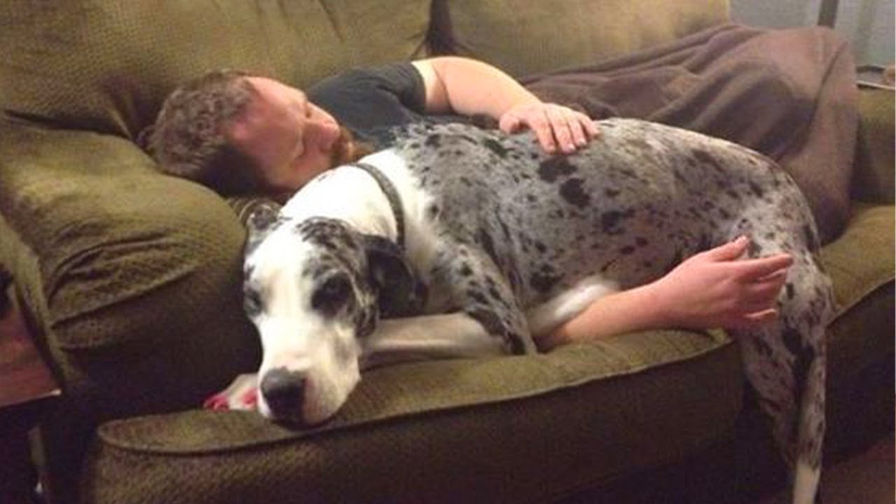 When your dog feels like your real sibling at home
