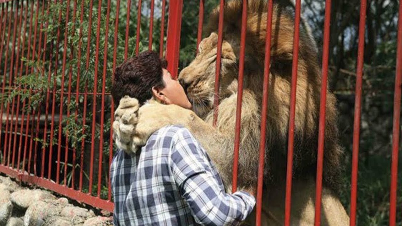 Animals reunite with owners after years apart emotionally