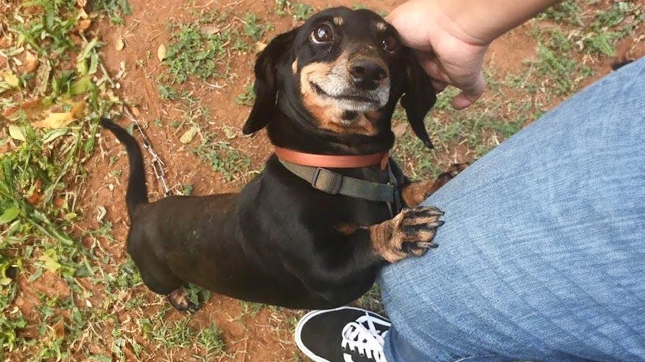 Dogs that prove we don’t deserve their pure love and joy