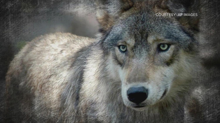 Colorado reports wolf death at Rocky Mountain National Park