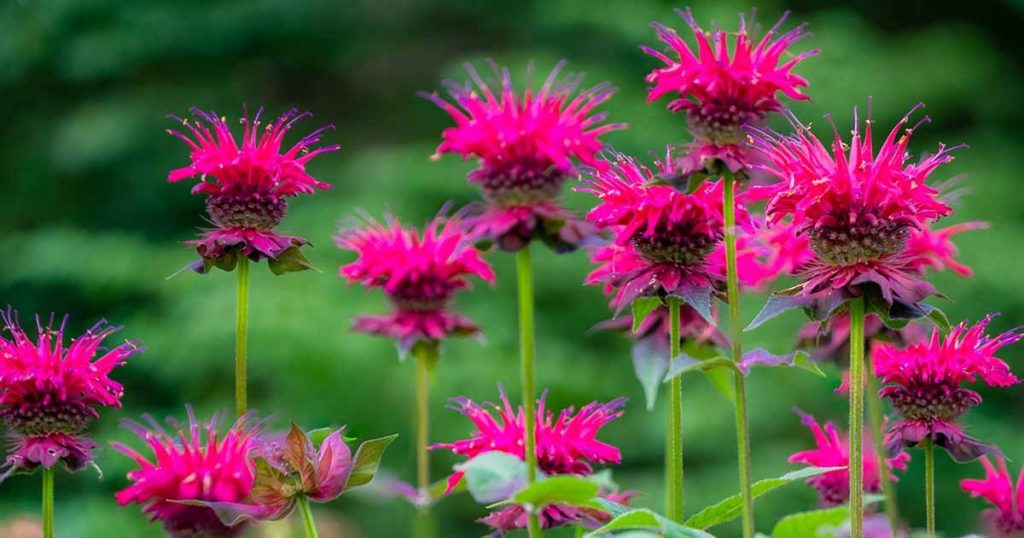 10 Gardening Tips For Growing Full And Bushy Bee Balm