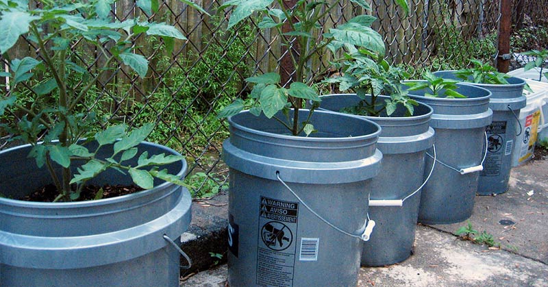 15 Vegetables That Can Grow In Buckets Year Round