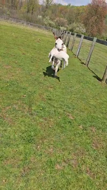 Donkey grabs baby goat and runs around field
