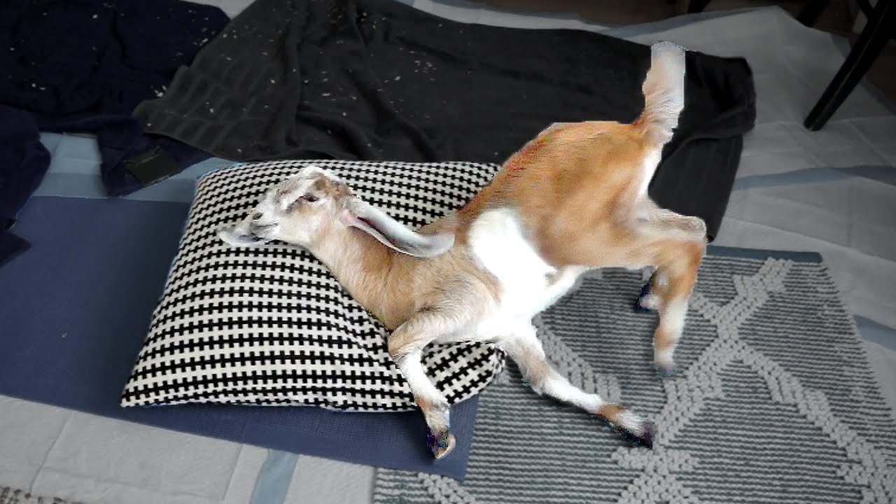 A baby goat investigates a pillow for the first time