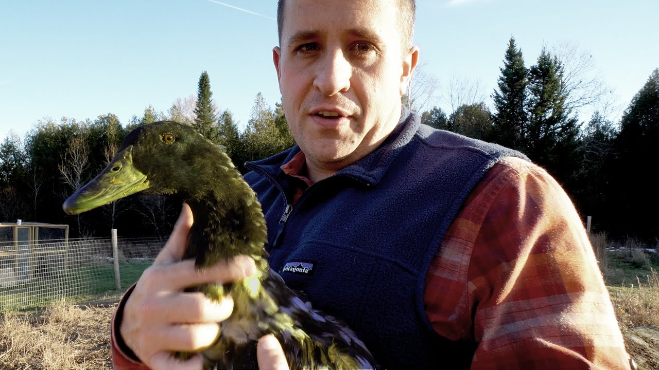 The Strange Tale of This Cayuga Duck on Our Farm