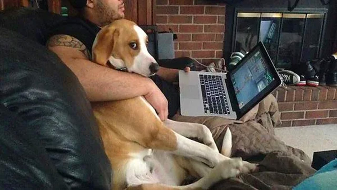 My dog’s jealousy is real and hilarious to watch