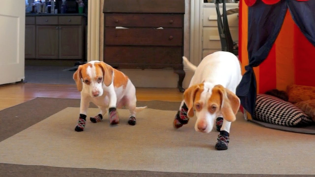 Two dogs awkwardly adjust to wearing socks
