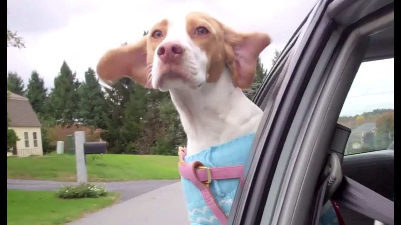 Floppy-Eared Pup Enjoys Joyride With Head Out Window