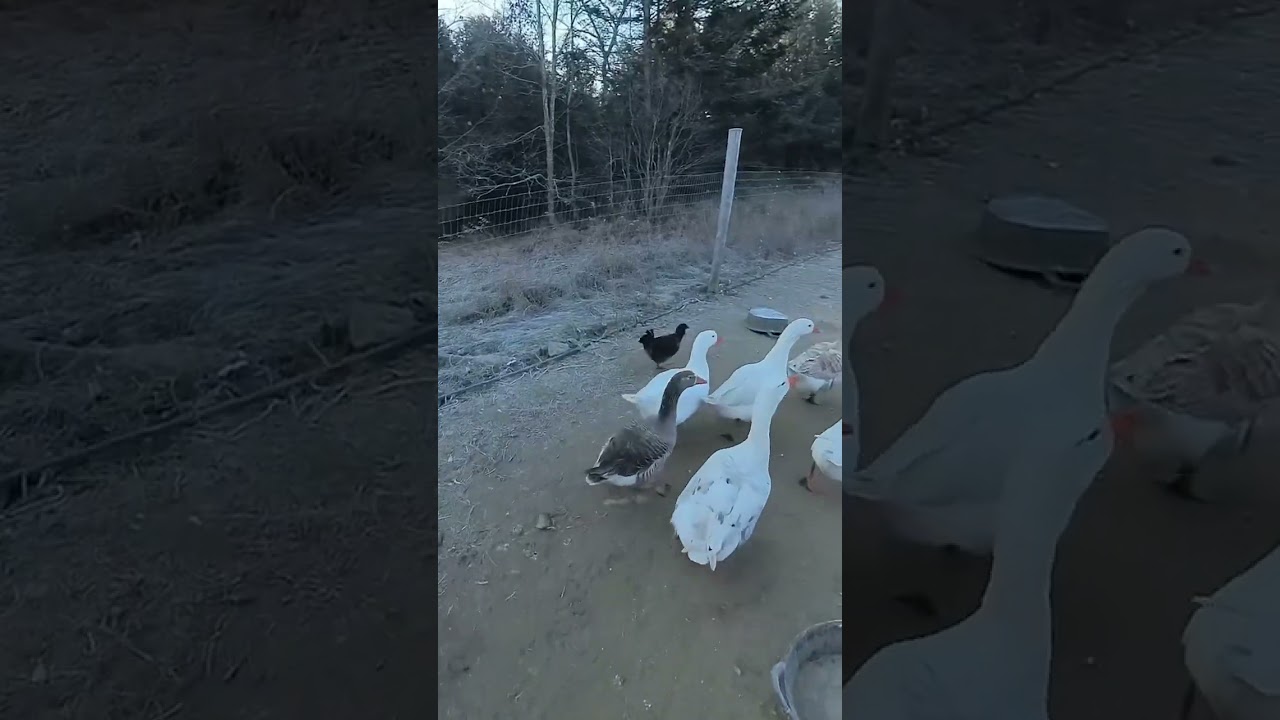 Farmer POV: Morning Chores