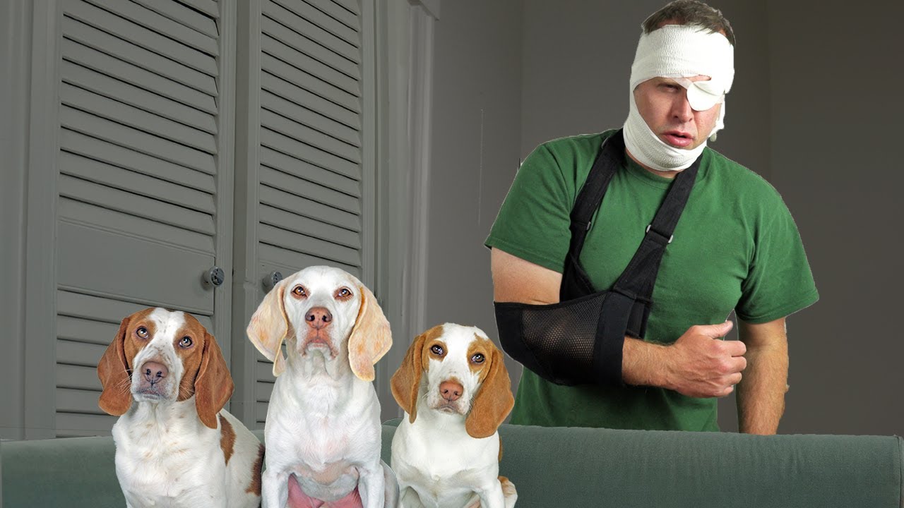 Dogs ambush owner for food prank Maymo, Potpie & Indie go rogue