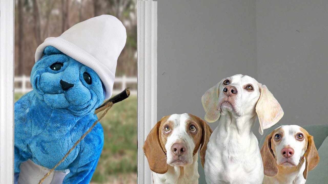 Dogs vs Smurf Cat in Real Life