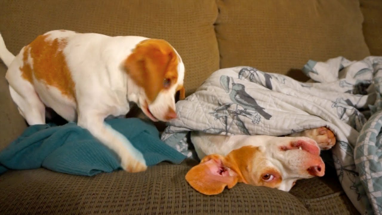 A dog struggles to sleep while his sister refuses to settle down