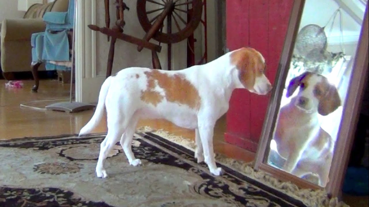Cute puppy sees her reflection in a mirror for the first time