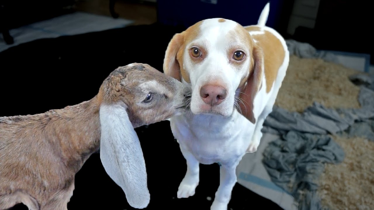 A dog and baby goats share kisses and playful moments
