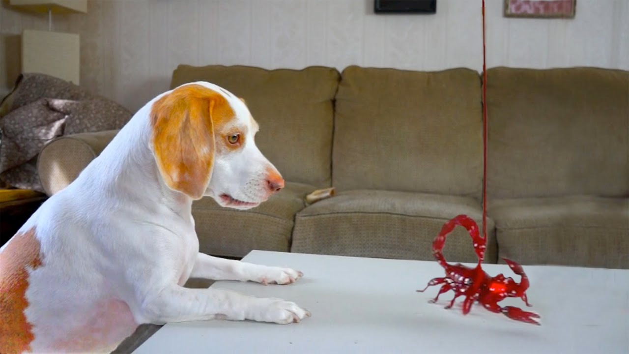 A dog cautiously approaches a toy scorpion