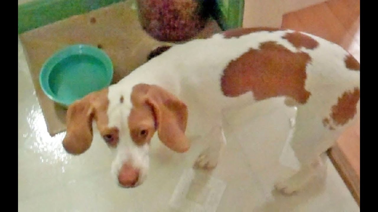 This Dog Is Weirdly Scared of His Kibble