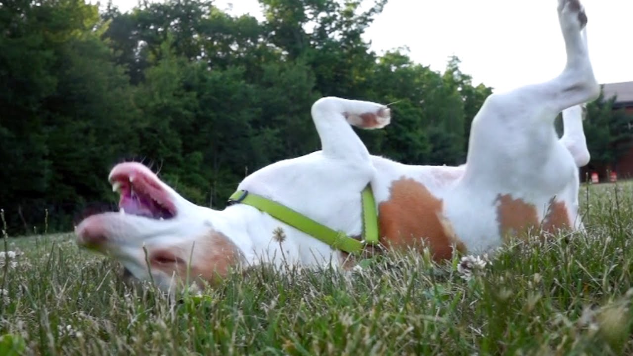 A happy dog celebrates the day with an enthusiastic grass roll