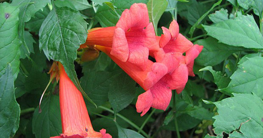 11 Vining Plants That Love Chainlink Fences