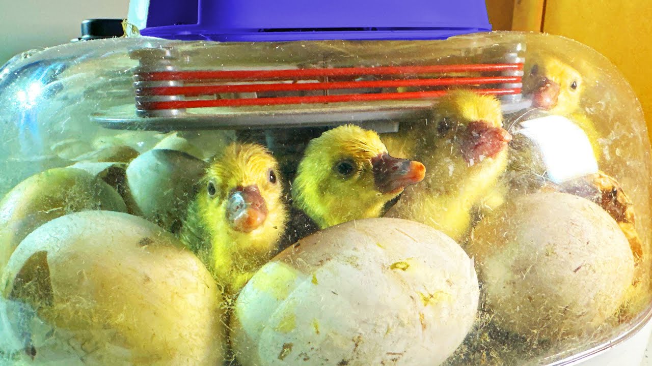 Hatching goslings from egg to bird: the full process