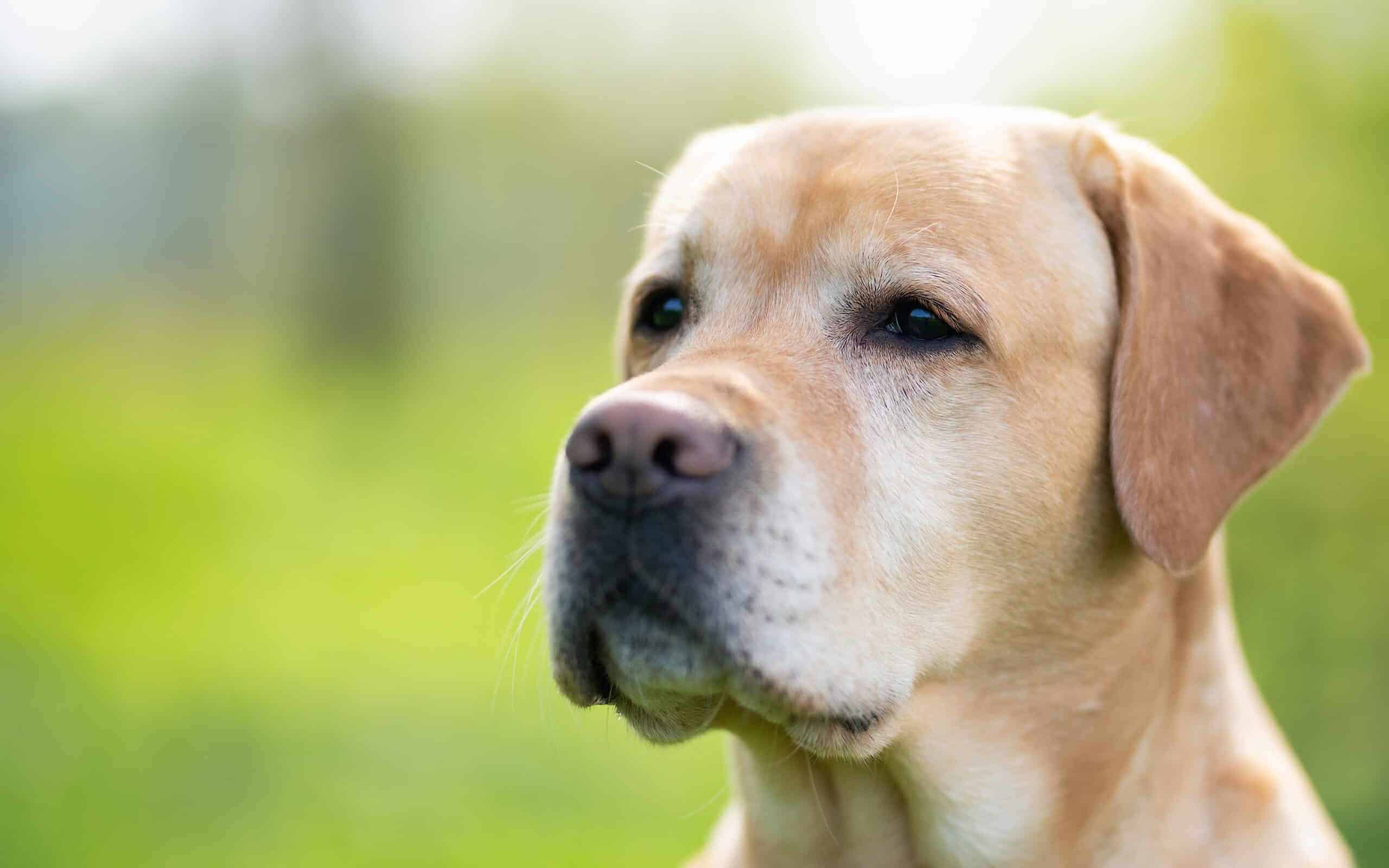 Learn How to Recognize Signs of Stress in Dogs and What to Do