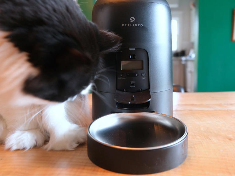 The 5 best automatic cat feeders, tested and reviewed