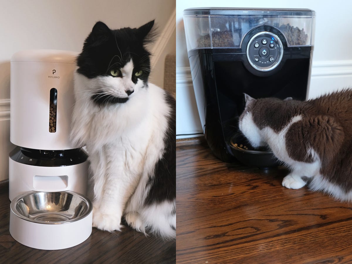 The 5 best automatic feeders for cats in 2025, tested and reviewed