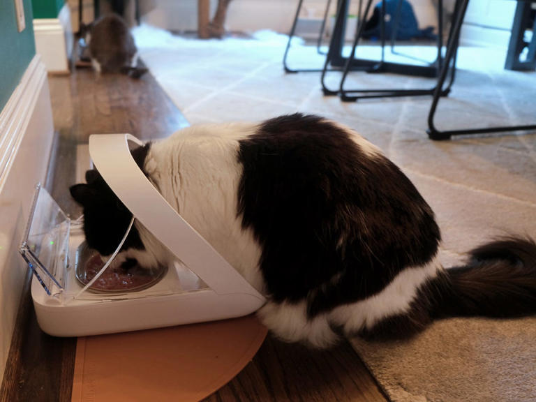 The 5 best automatic cat feeders we tested in a multi-cat home