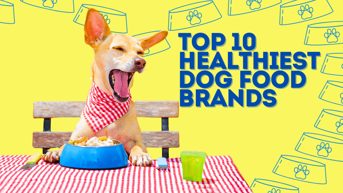 Top 10 Healthiest Dog Food Brands Your Dog Must Try Top 10 Healthiest Dog Food Brands Your Dog Must Try