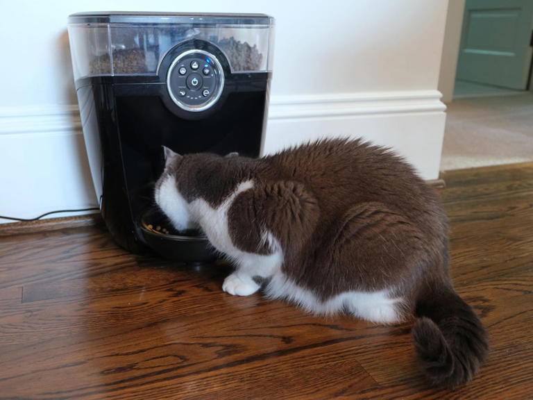The 5 best automatic cat feeders, tested and reviewed
