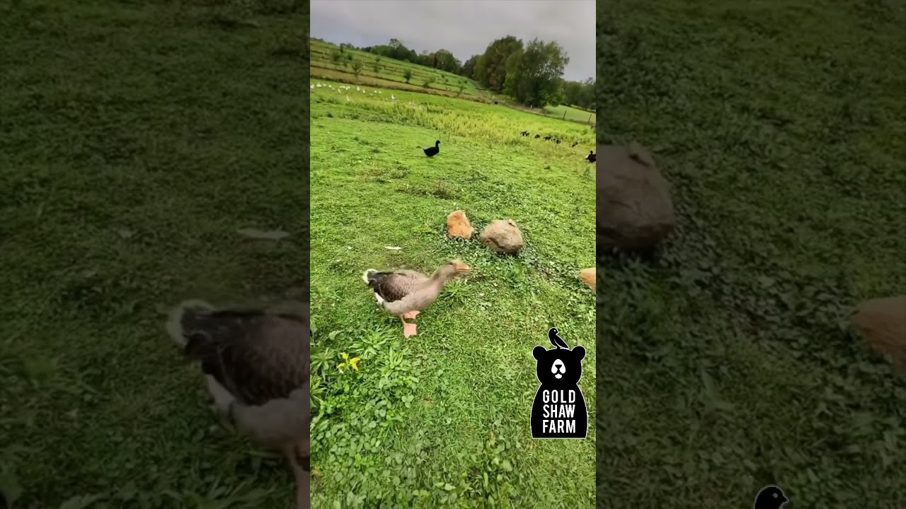 Frank and Bean: A Love Story