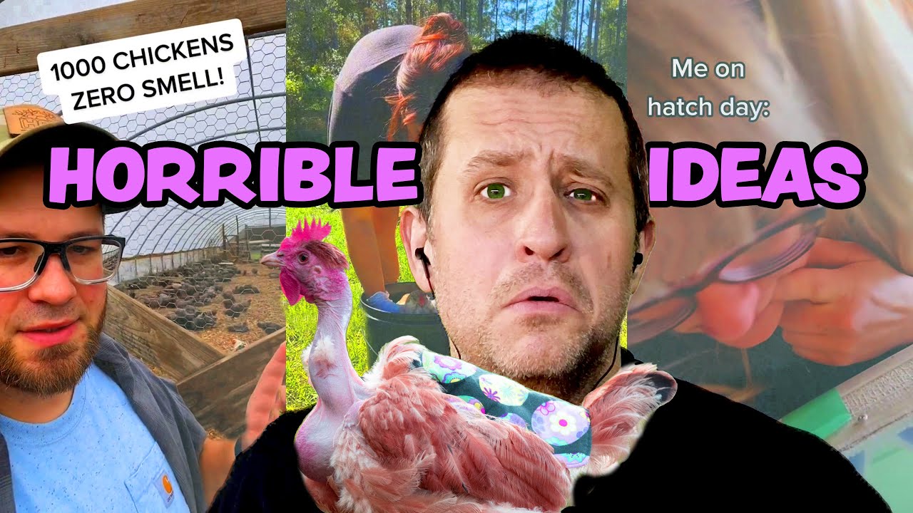 Internet’s worst chicken advice tested on Gold Shaw Farm