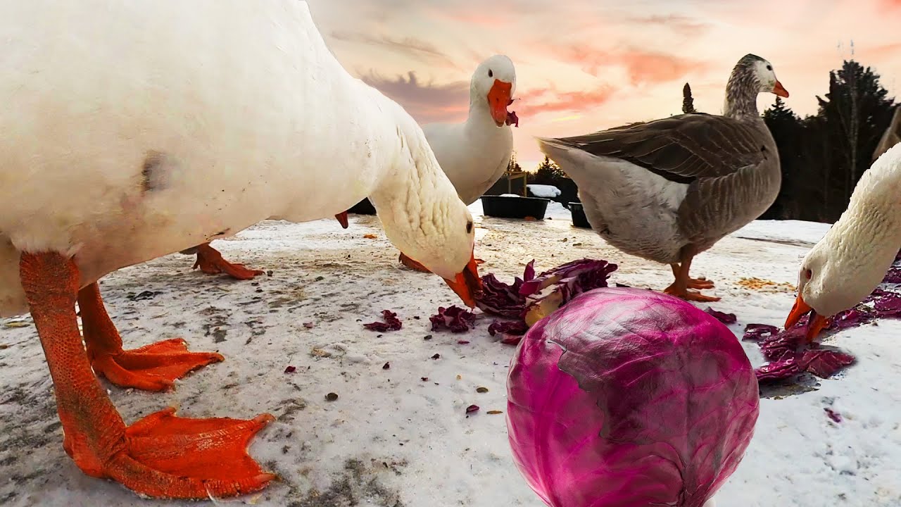 Geese react surprisingly to red cabbage in diet