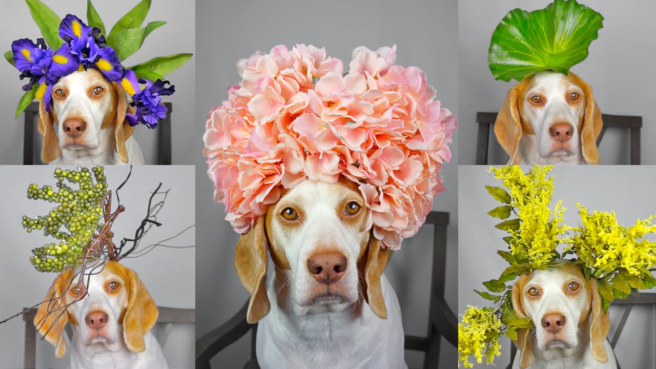 Beagle dog balances 50+ flowers and plants on head
