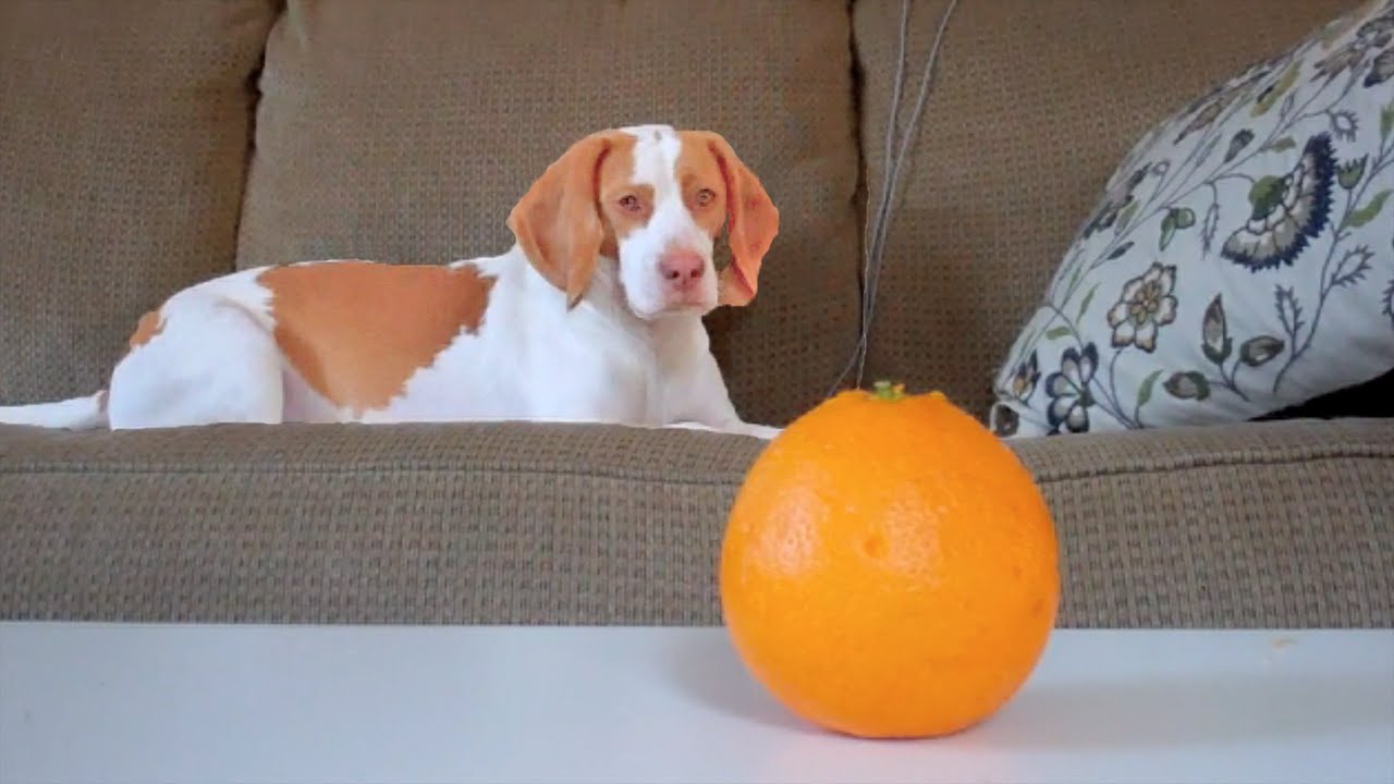 A dog renews his rivalry with a familiar orange