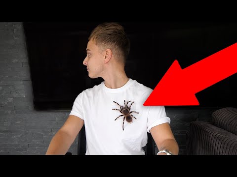 A spider bit my boyfriend