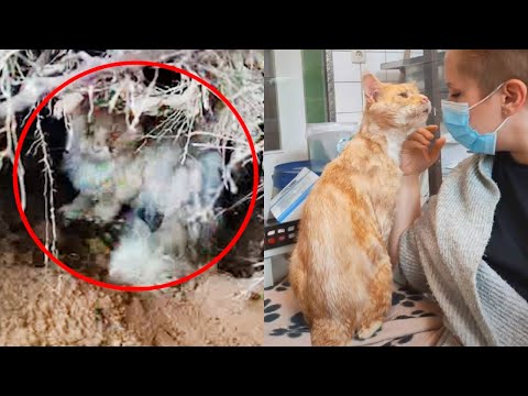 Injured Stray Cat Rescued: Heartwarming Transformation