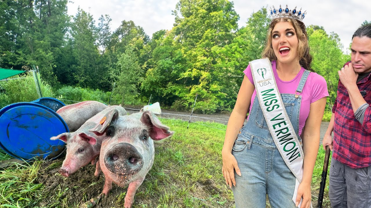 The art of herding pigs on the farm