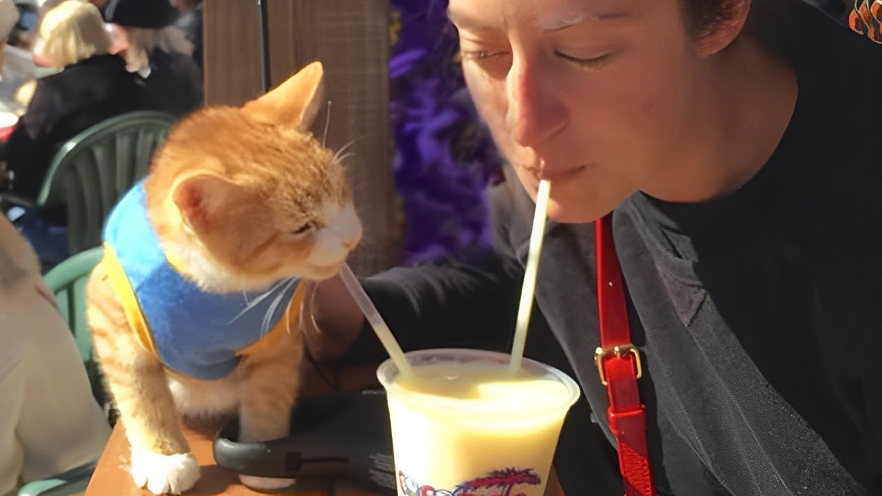 These Cats Make Life with Humans Hilariously Fun