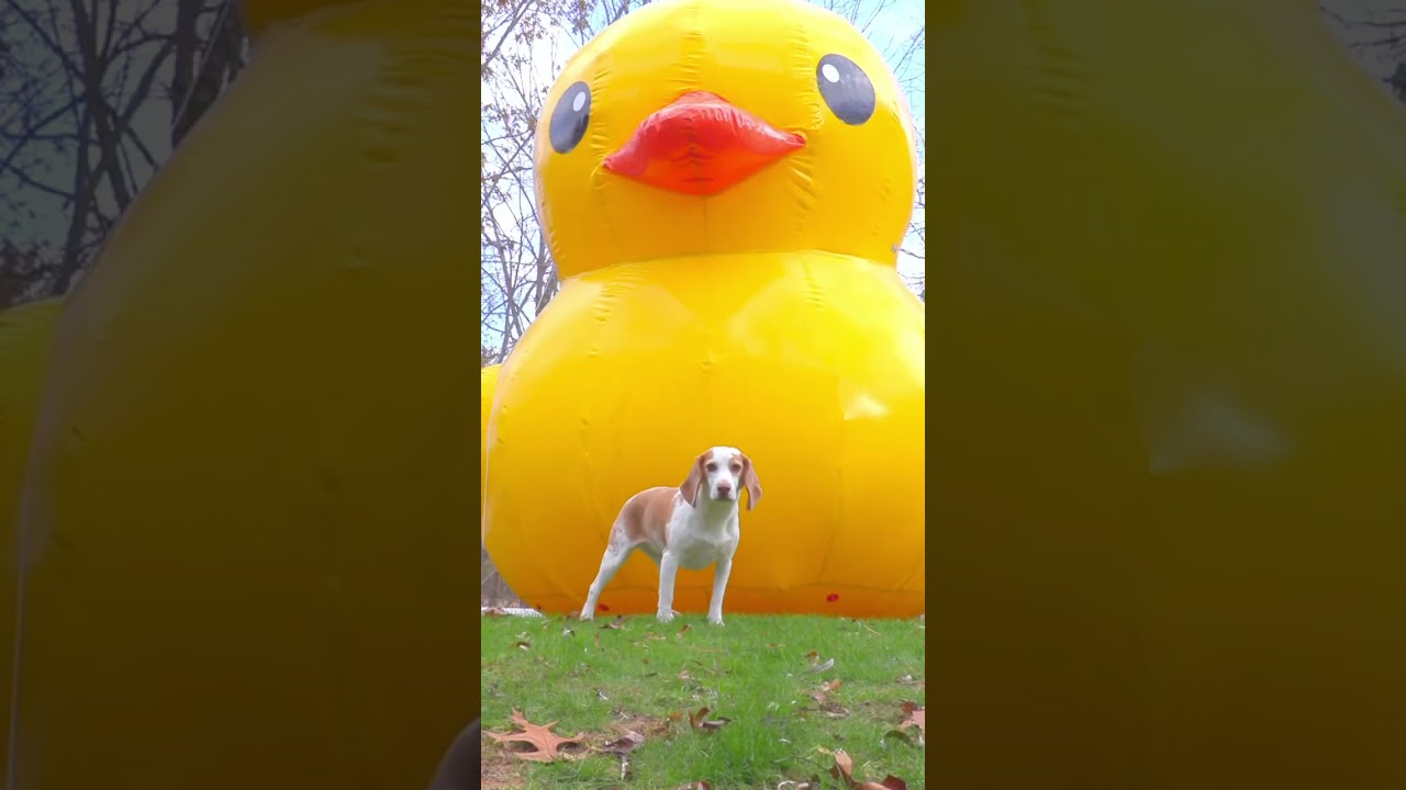 Adorable Puppy Saved by Giant Rubber Duck Surprise