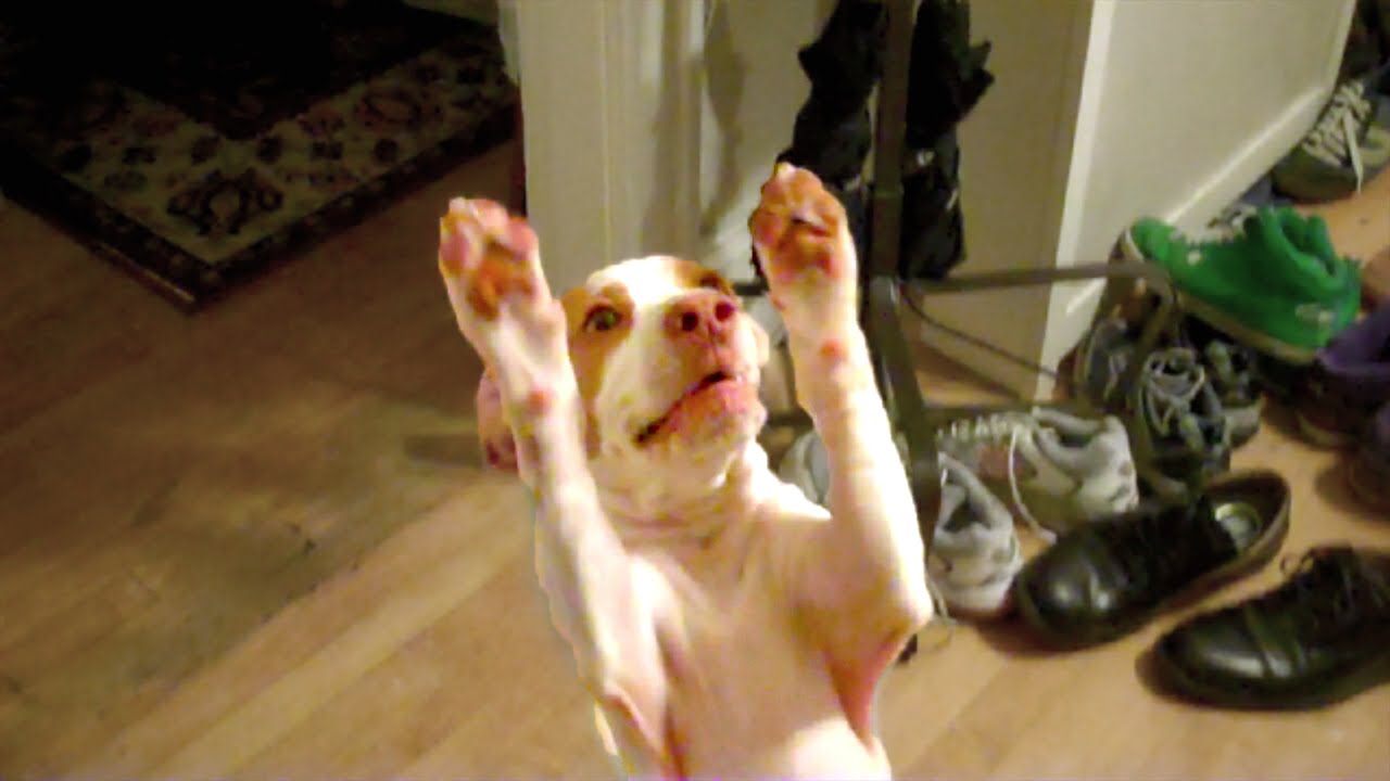 A puppy enthusiastically sings on command