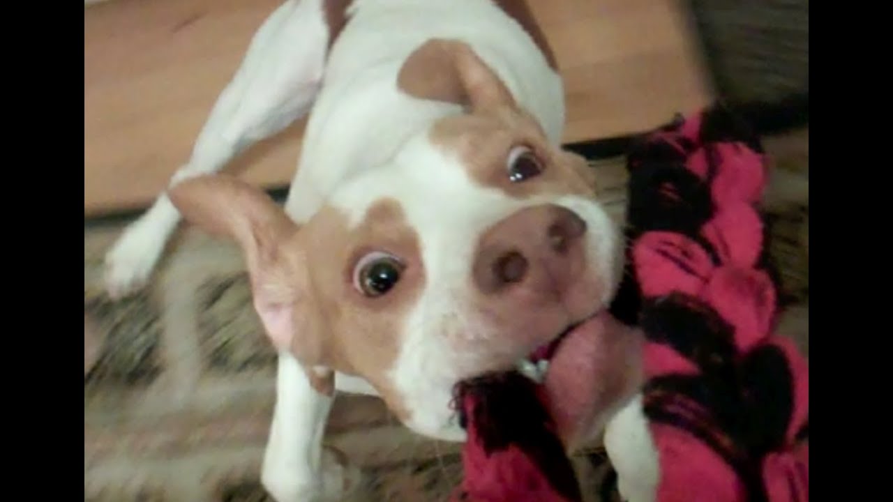Dogs Battle Over Toy in Adorable Tug Game